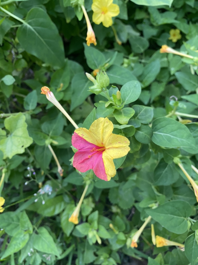 ช้อปออนไลน์ The seeds future trees | Lazada Thailand