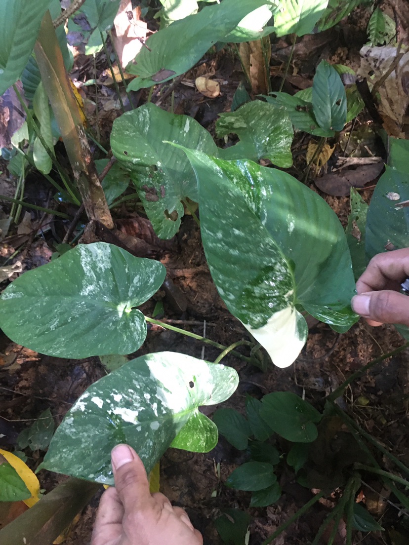 Shop online with Red plant now! Visit Red plant on Lazada.